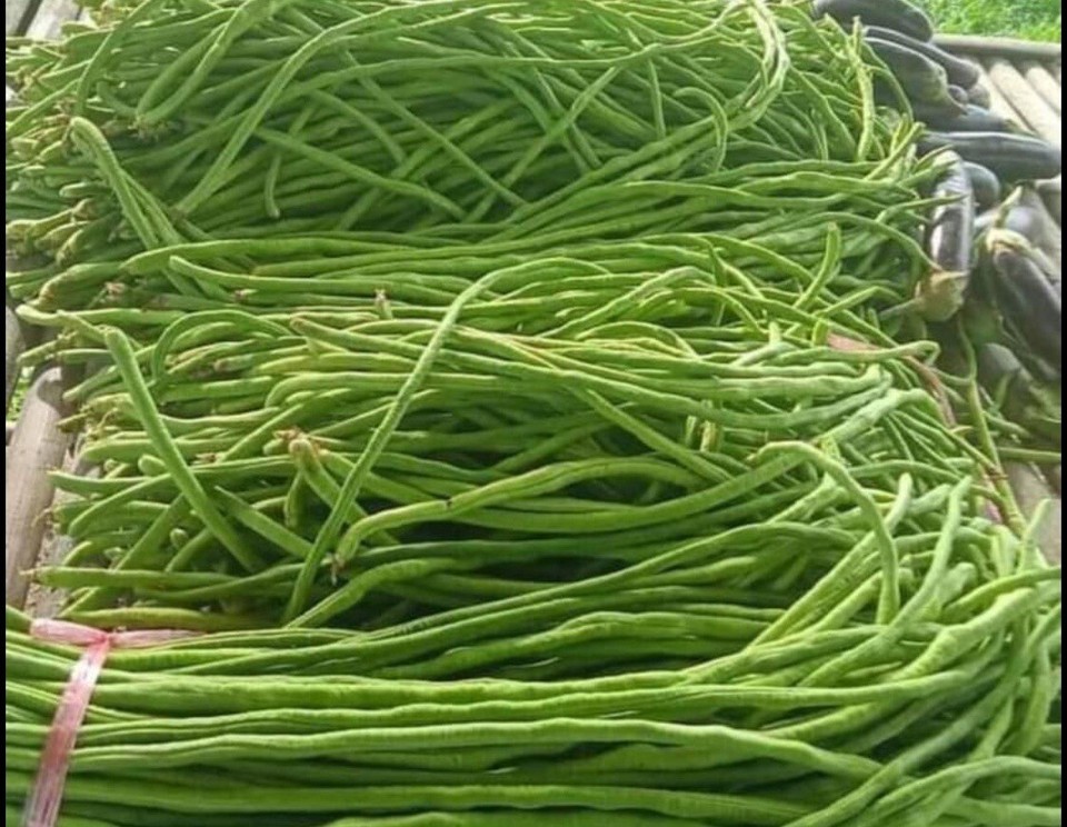 15+Seeds- Green Yard Long Bean |Asian String beans I Sitaw I NON-GMO | eBay