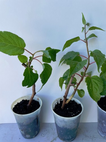Prolific Hardy Kiwi - Actinidia Arguta - Live Plant | eBay