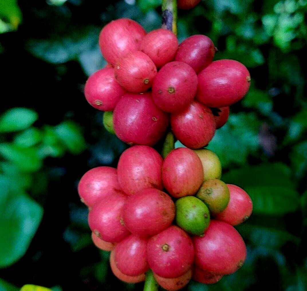 DWARF COFFEE PLANT 10 seeds Tropical plant Coffea arabica nana Caturra ...