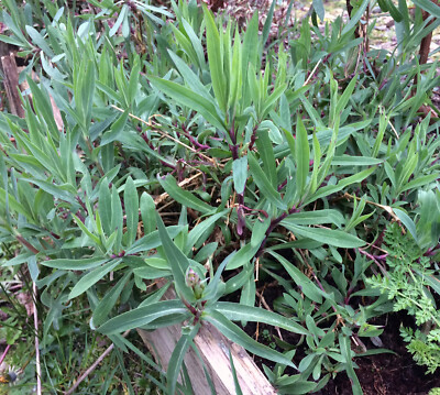 Sculpit/bladder campion (Silene inflata/vulgaris) 100 seeds | eBay UK