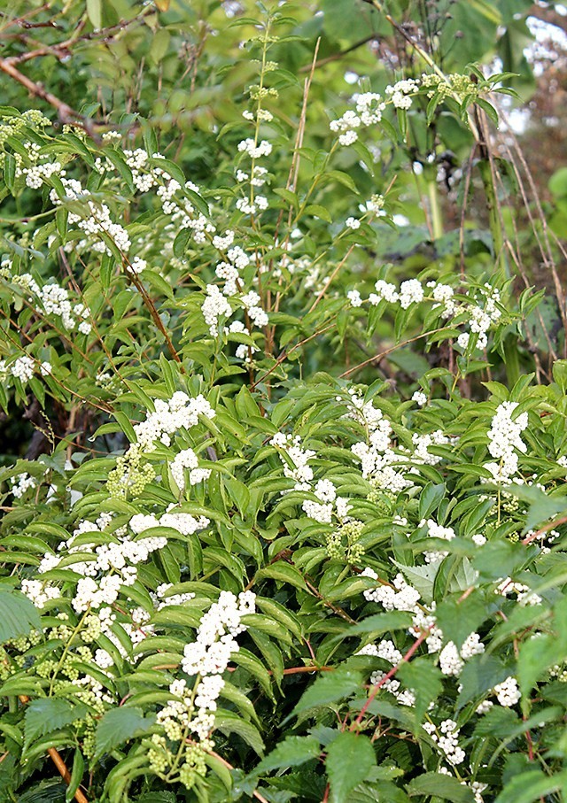 Callicarpa Japonica Leucocarpa, Japanese White Beauty berry Bush seed ...