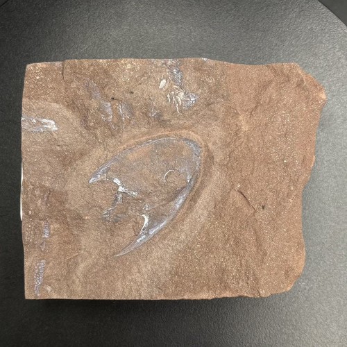 Rare Zenaspis salweyi fossil fish – Early Devonian Old Red Sandstone ...