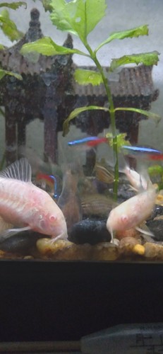 Fluval A6586 Bug Bites Bottom Feeder Formula Granules for Small-medium ...