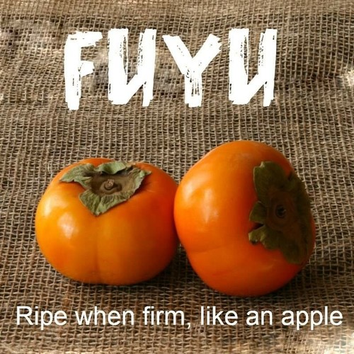 FUYU JAPANESE PERSIMMON TREE *LIVE PLANT* 6-30"INCHES TALL WELL ROOTED ...