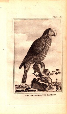 "THE WHITE-FRONTED PARROT" Antique Comte de Buffon bird engraving 1812 ...