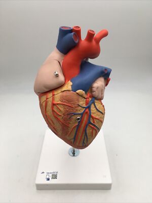 3B Smart G12 Human Heart Model, 2-times Life-Size, 4 part Anatomical ...