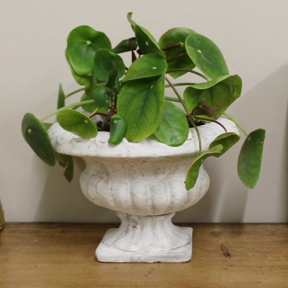 Small Urn Planter Vintage Cement Plant Pot Antique Look Detailed Bowl ...