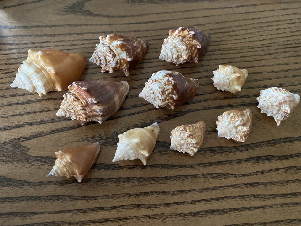 Sanibel Island Florida Fighting Conchs Lot Of 5 Shells Perfect ...