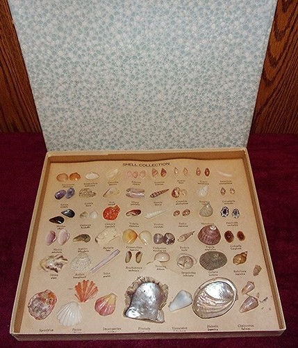 VINTAGE 1960s SHELL COLLECTION OF – OVER 70 SHELLS. | eBay