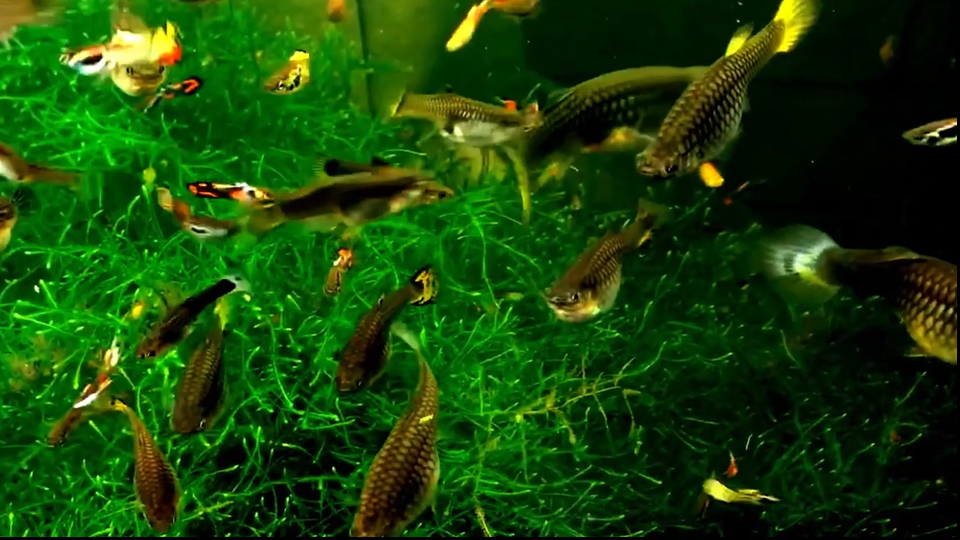 TEN (10) LIVE Fancy Mutt Guppies - Home Raised - SPRING CLEARANCE SALE ...