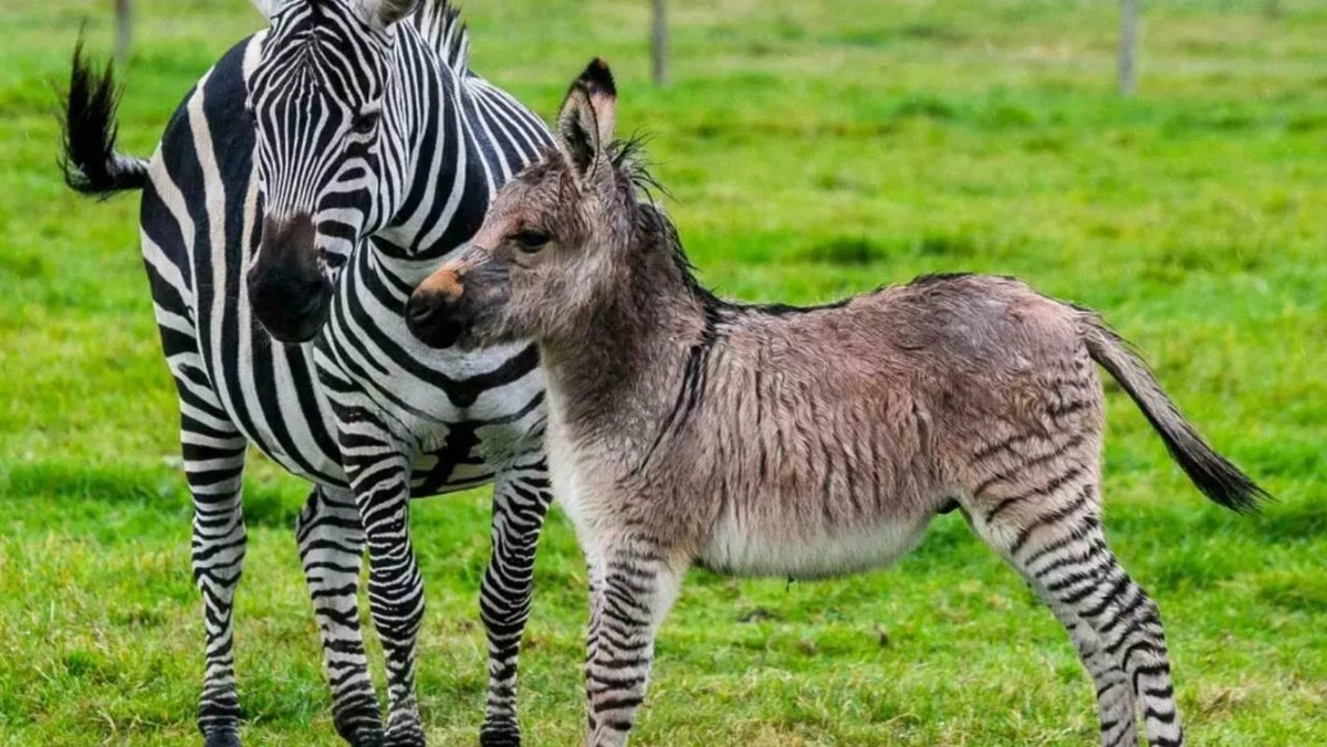 Zebra Donkey Hybrid