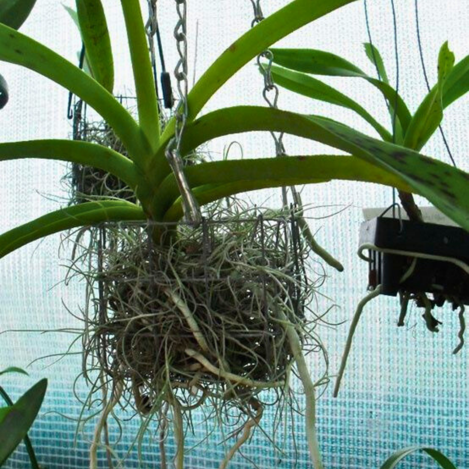 25 PCs Vanda Orchid Pots Plastic Square Hanging Basket Outdoor ...