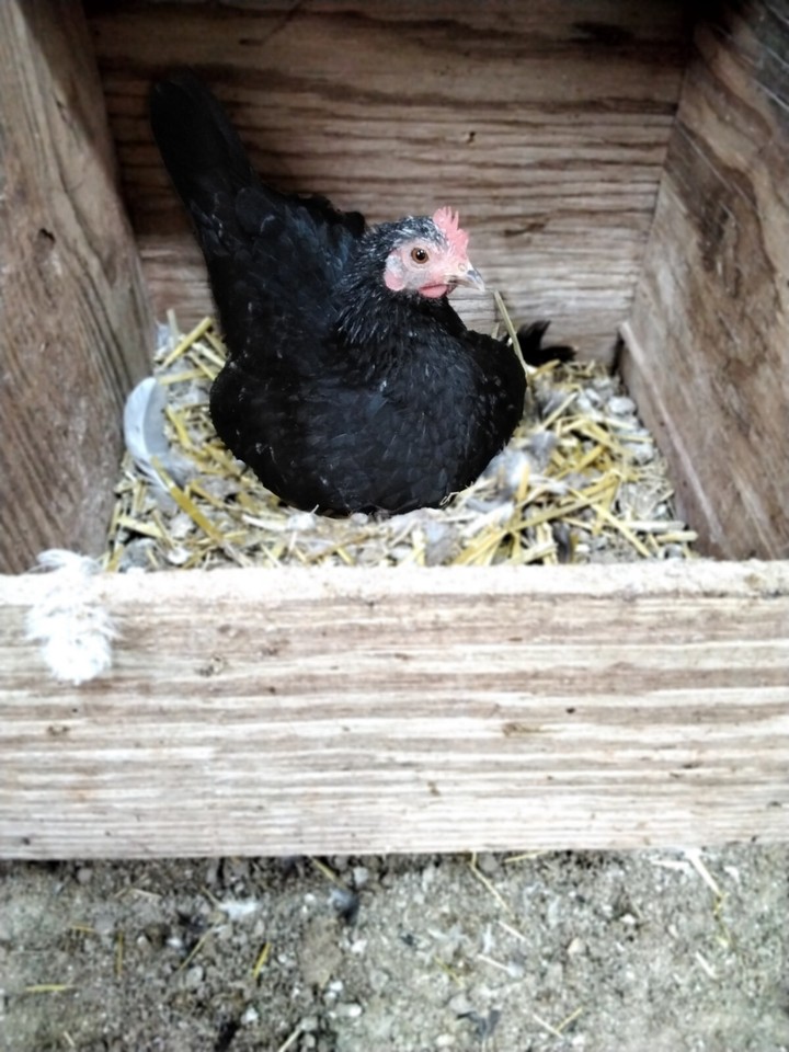 12+Ex NPIP & AI Clean Micro, A & B 100% Pure Serama Eggs Malaysian ...