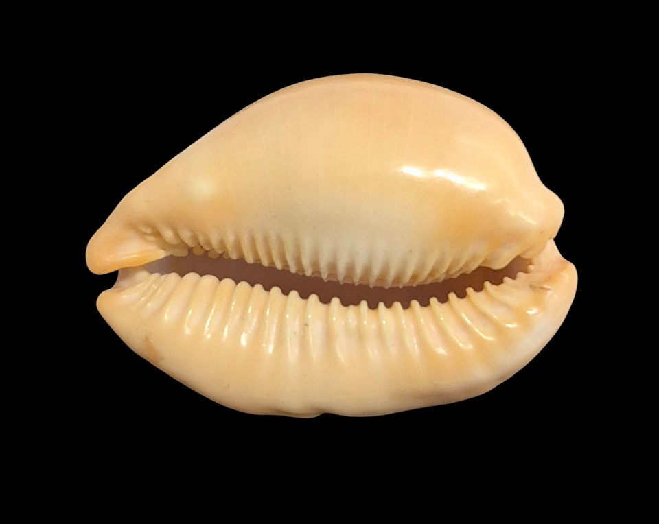 Shell CYPRAEA JOYCAE China 46,7 mm # RARELY OFFERED | eBay