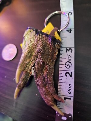 3.5" Long Gator Foot Keychain Souvenir Paw Alligator Taxidermy Reptile ...
