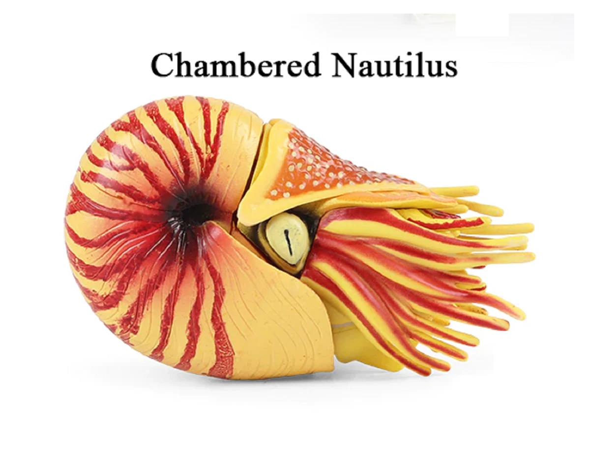Nautilus Diagram