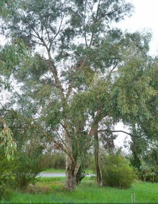Eucalyptus rodwayi - Swamp Peppermint - 60 Seeds | eBay