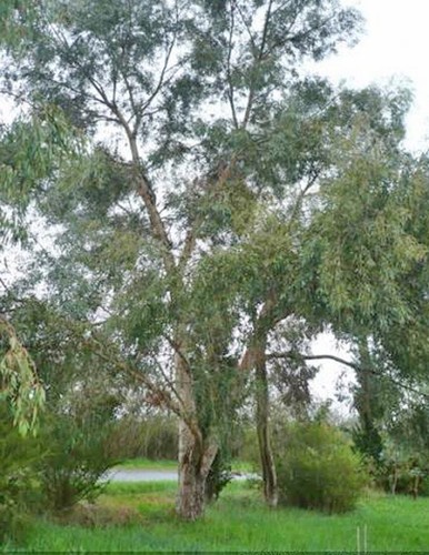 Eucalyptus rodwayi - Swamp Peppermint - 60 Seeds | eBay Australia