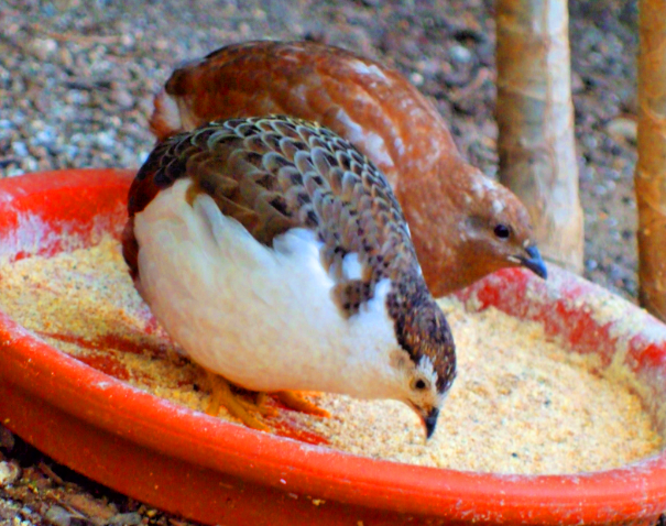 18 Rare Button Quail Hatching Eggs ️ LSJ Farms 🐣 Fertile High Hatch ...