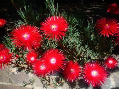Pigface / Pig Face Red Flower x1 Unrooted Plant/ Stem Cutting - Free ...