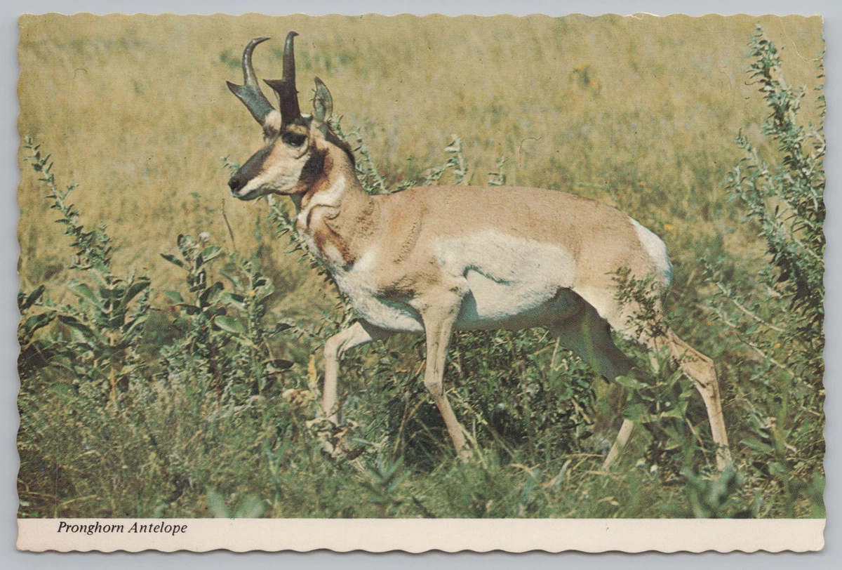 Pronghorn Antelope Running