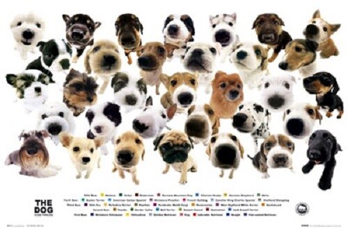 Poster The Dog Breeds Artlist Collection Horizontal Dogs Puppies | eBay