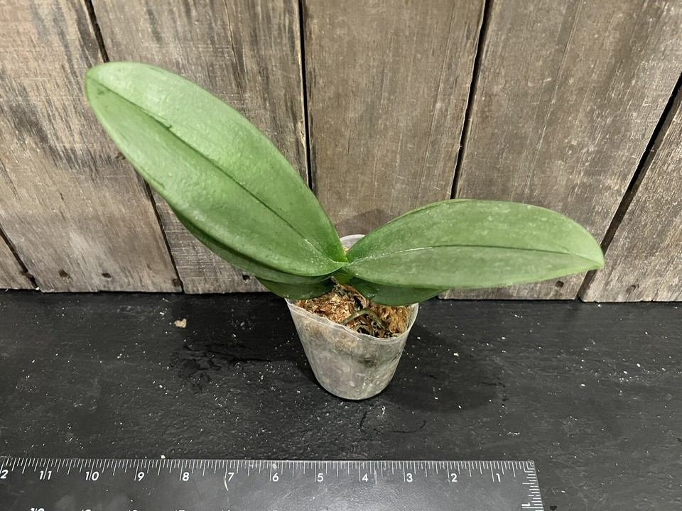 Phal. Formosa Cranberry ‘Wilson’, Blooming Size, Perloric, FREE ...