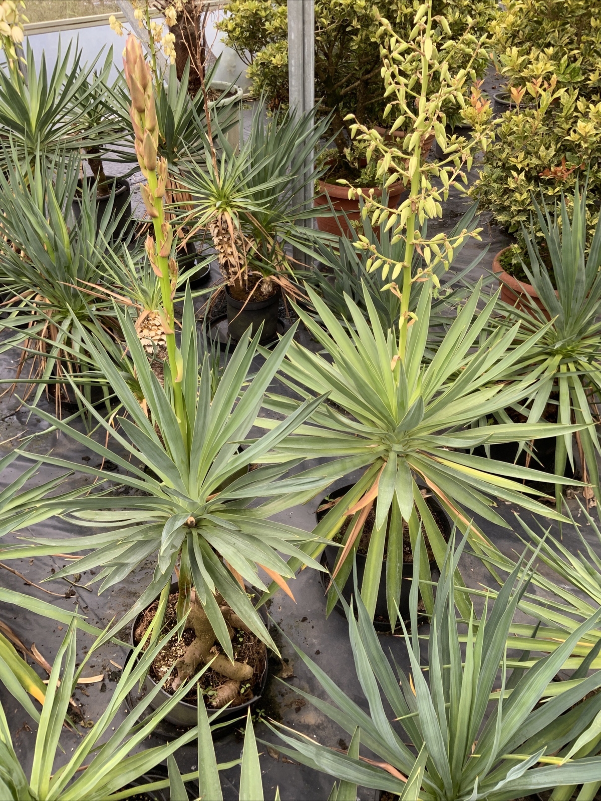 Hardy Outdoor YUCCA Plant Flowering Approx 4ft High X 2 - 3ft Wide ...