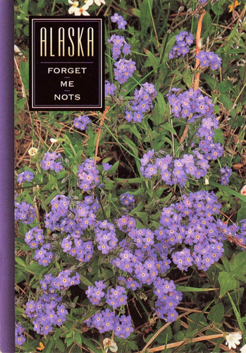 Flowers Alaska Forget Me Nots Vintage Continental Postcard Unposted | eBay