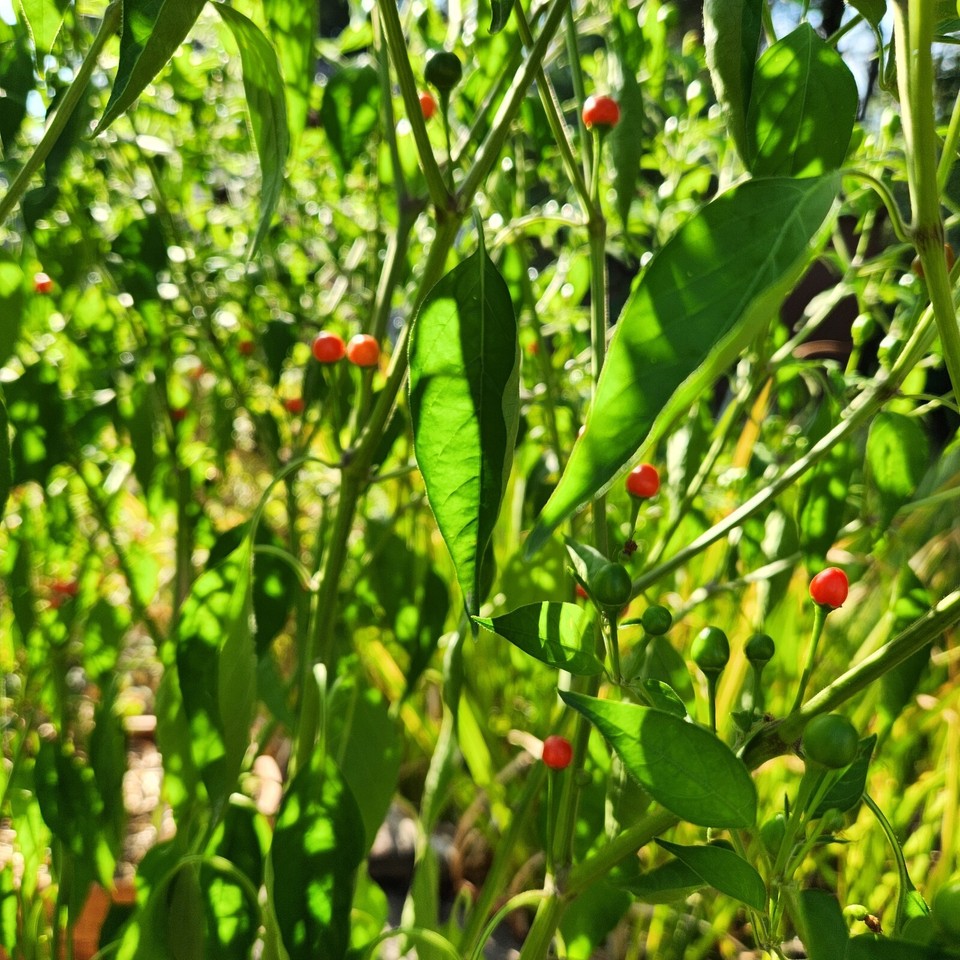 Birds Eye Pepper Seeds Chiltepin Tepin Chile Pequin 60+ Seeds Free ...