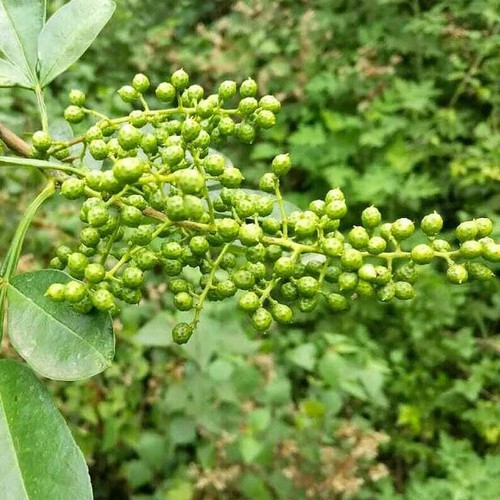 250g Chinese Sichuan Flower Pepper Szechuan Peppercorns Green pepper Ma ...