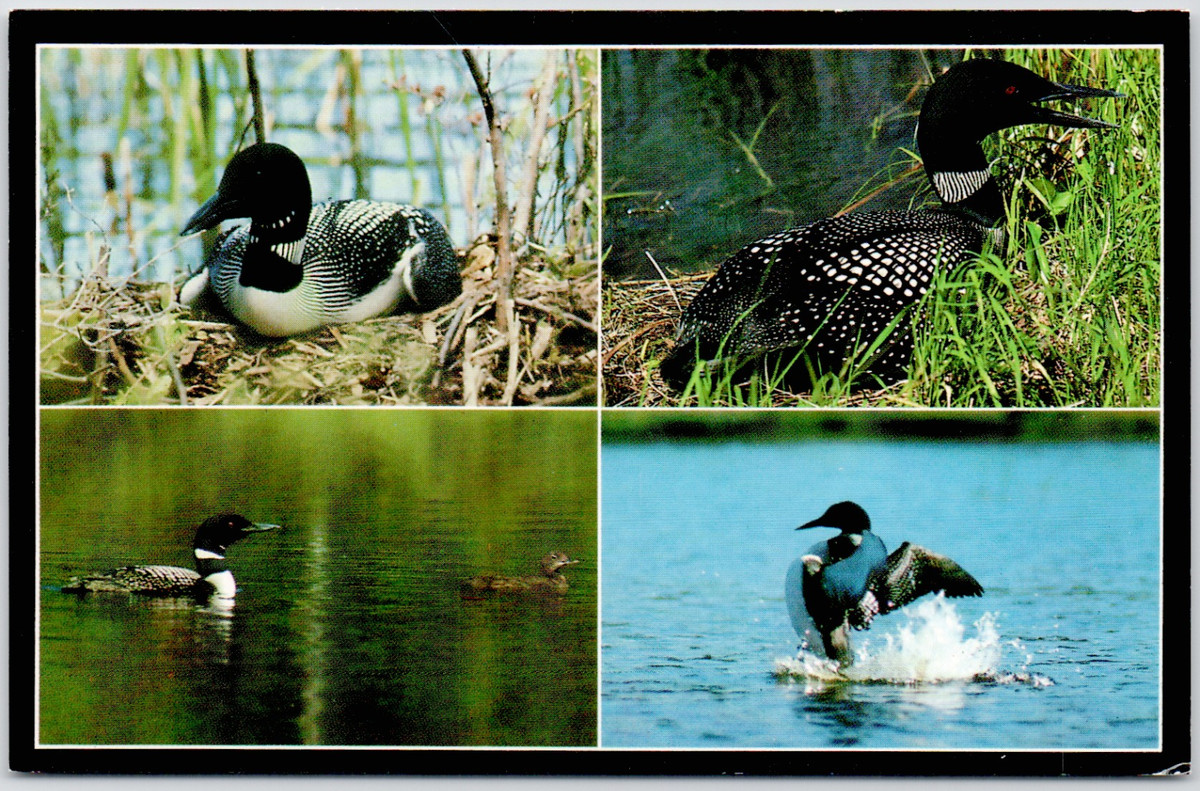Canadian Loonie Bird