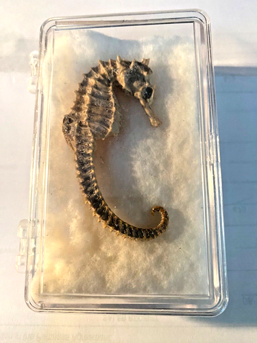Genuine Natural Dried Seahorse Specimen Hippocampus Erectus Skeleton ...