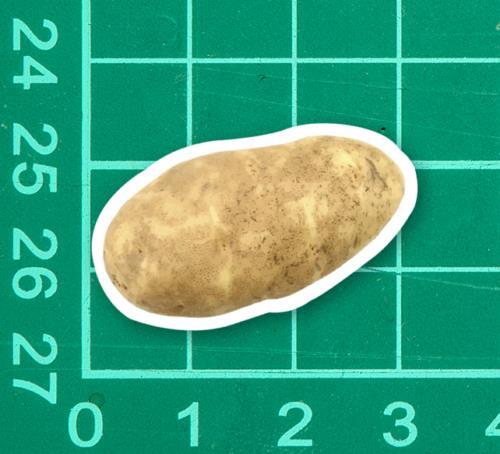 Realistic Potato Sticker Decal funny foodie head | eBay