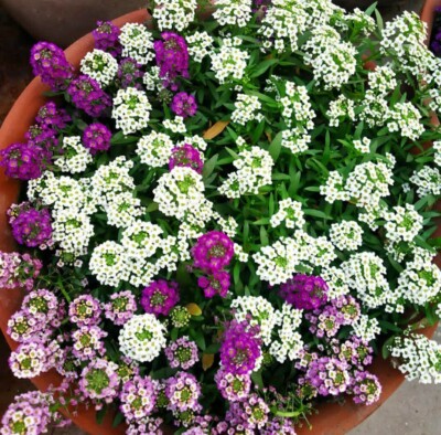 50 Sweet Alyssum Color Mix Flower Seeds | eBay
