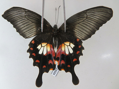 PA13324. Insects, butterflies: Papilio sp. Vietnam. Nghe An | eBay