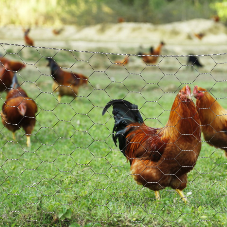 Wire Mesh Chicken Wire Mesh Roll Fine Wire Mesh Welded Wire Mesh ...