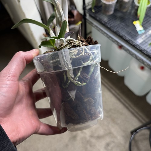 Lc Molten Tiger Cattleya Orchid In Spike And Open Flower | eBay