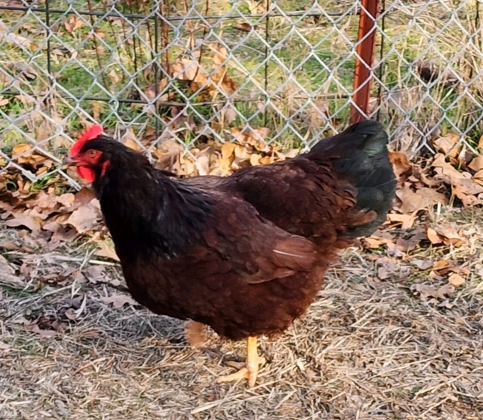 6 FERTILE CHICKEN RHODE ISLAND RED HATCHING EGGS QUICK USPS PRIORITY ...