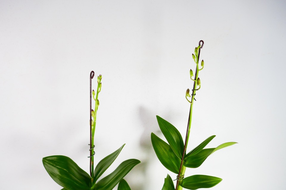 IN SPIKE / BUD ~ Dendrobium Orchid ~ Den. Panama Red | eBay