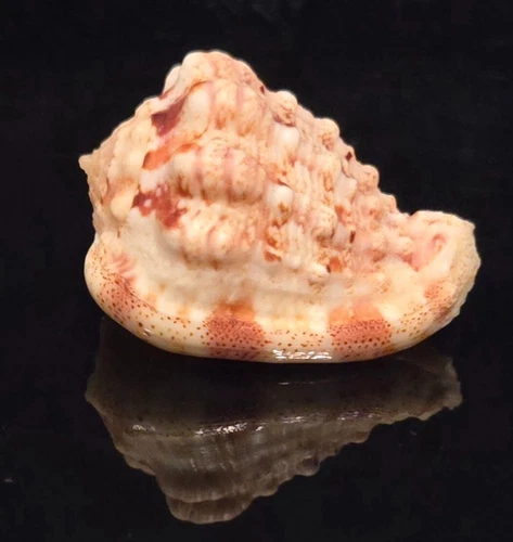 The Most Valuable Seashells (Rarest Sold For $8,000+) - VIP Art Fair