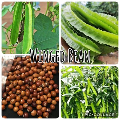 15 SEEDS Winged Bean | Pallang | Manila Bean | Four Angled Bean | NON ...