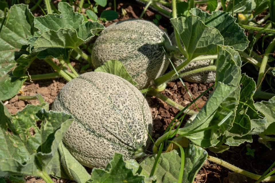 60 Heirloom Ice Cream Melon Very Rare Sweet 2-3LB Melon - Extremely ...