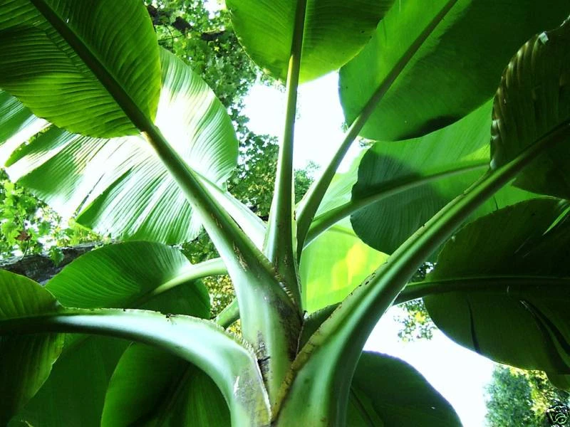 Giant Banana Plant