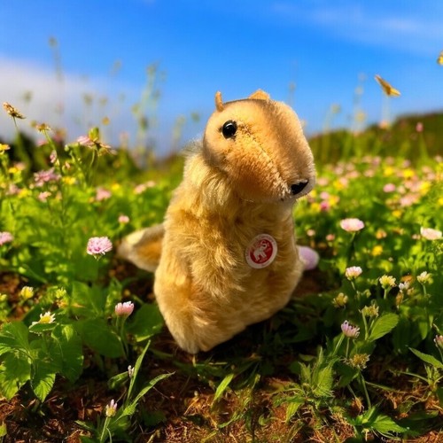 VTG RARE Steiff Marmot Burri Germany Mohair 034909 Woodchuck 6" Zoo Tag ...