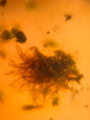 unknown plant Burmite Myanmar Burmese Amber insect fossil dinosaur age ...