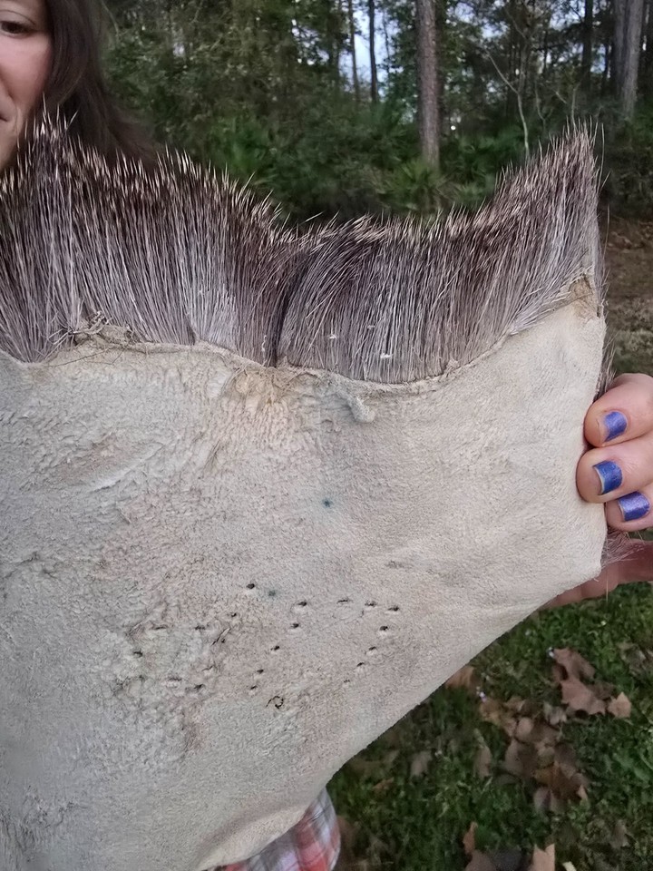 Mule Deer Hide Hair on Hide Full Tanned Skin leather real fur taxidermy ...