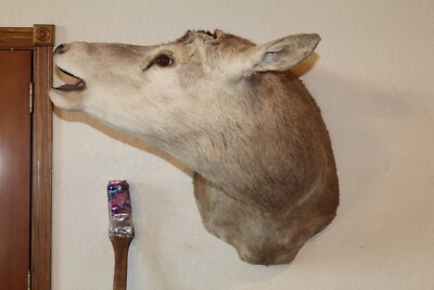 Red Stag Deer Head Shoulder Mount Taxidermy Cape Antler Hunt Whitetail ...