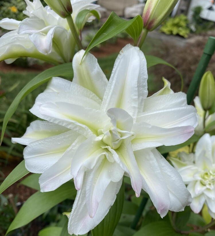 LILIUM~ANGELA~FLOWER BULBS~FRAGRANT DOUBLE ORIENTAL ROSE LILIES~HARDY ...