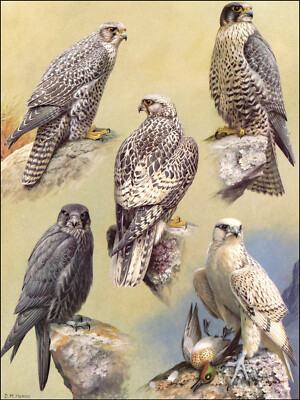 1968 Vintage Print Gyrfalcon Falcon Falcons Bird Birds Art Home Decor ...